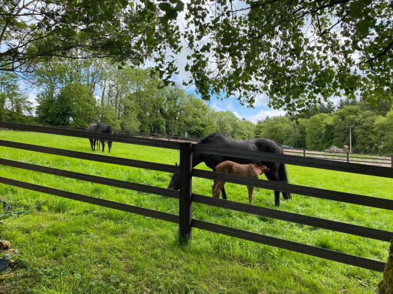 Wybieg dla koni - co to jest profesjonalny padok dla koni